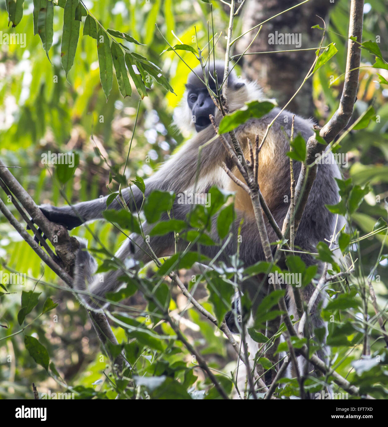 Eastern hoolock gibbon india hi-res stock photography and images - Alamy
