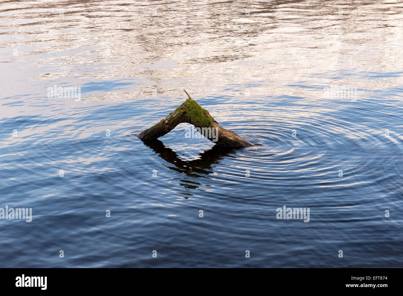 Branch sticking out hi-res stock photography and images - Alamy