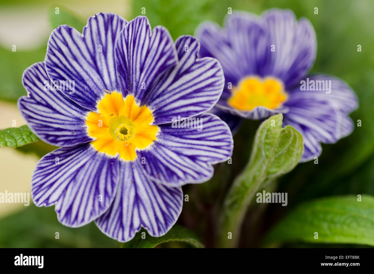 Primula hi-res stock photography and images - Alamy