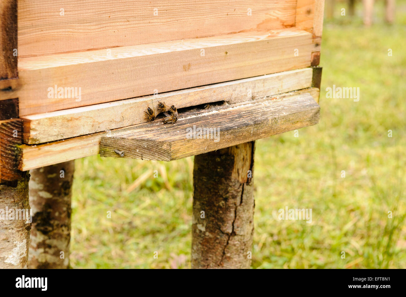 Modern bee hive hi-res stock photography and images - Alamy