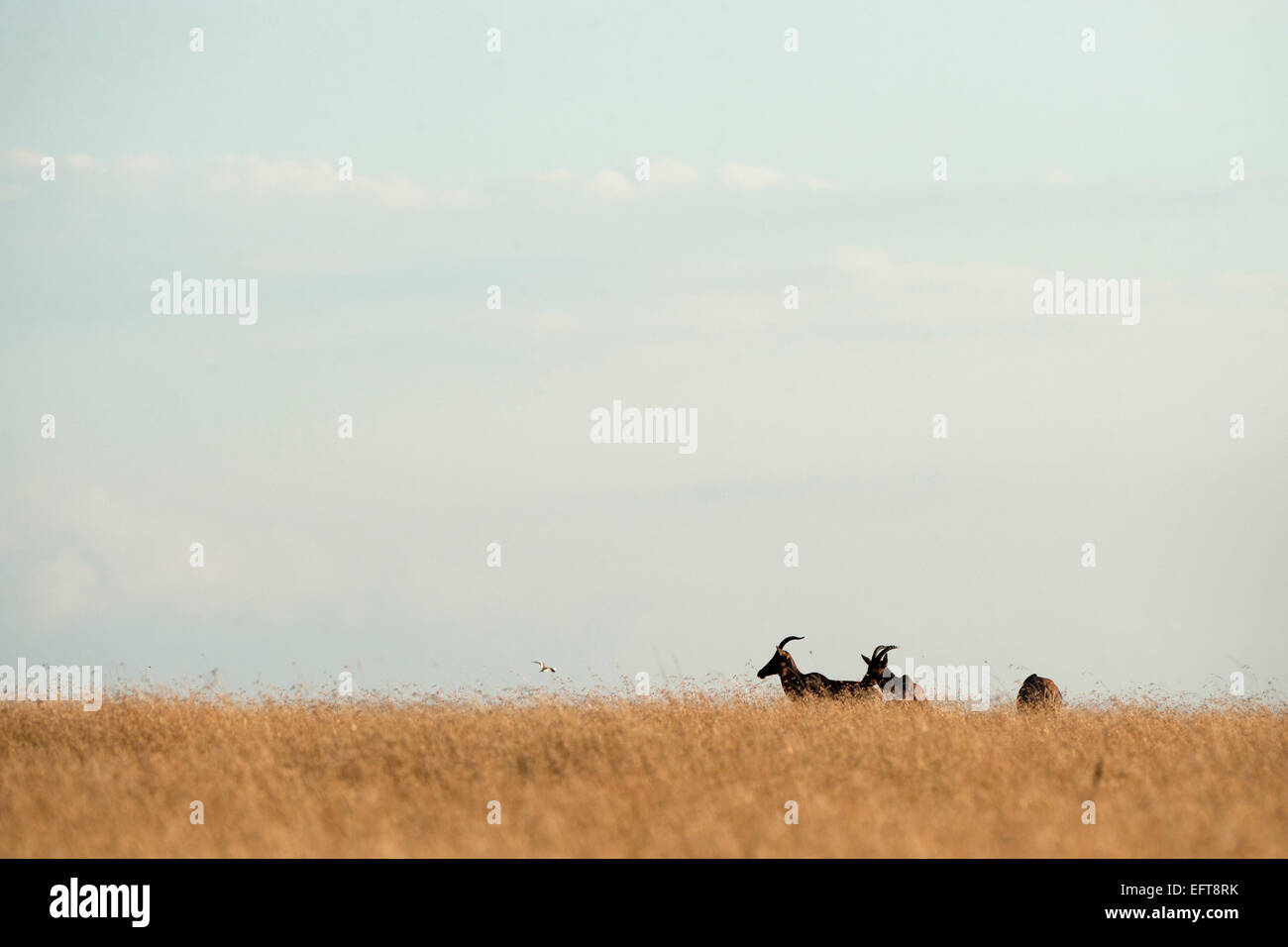 Greater mara ecosystem hi-res stock photography and images - Alamy