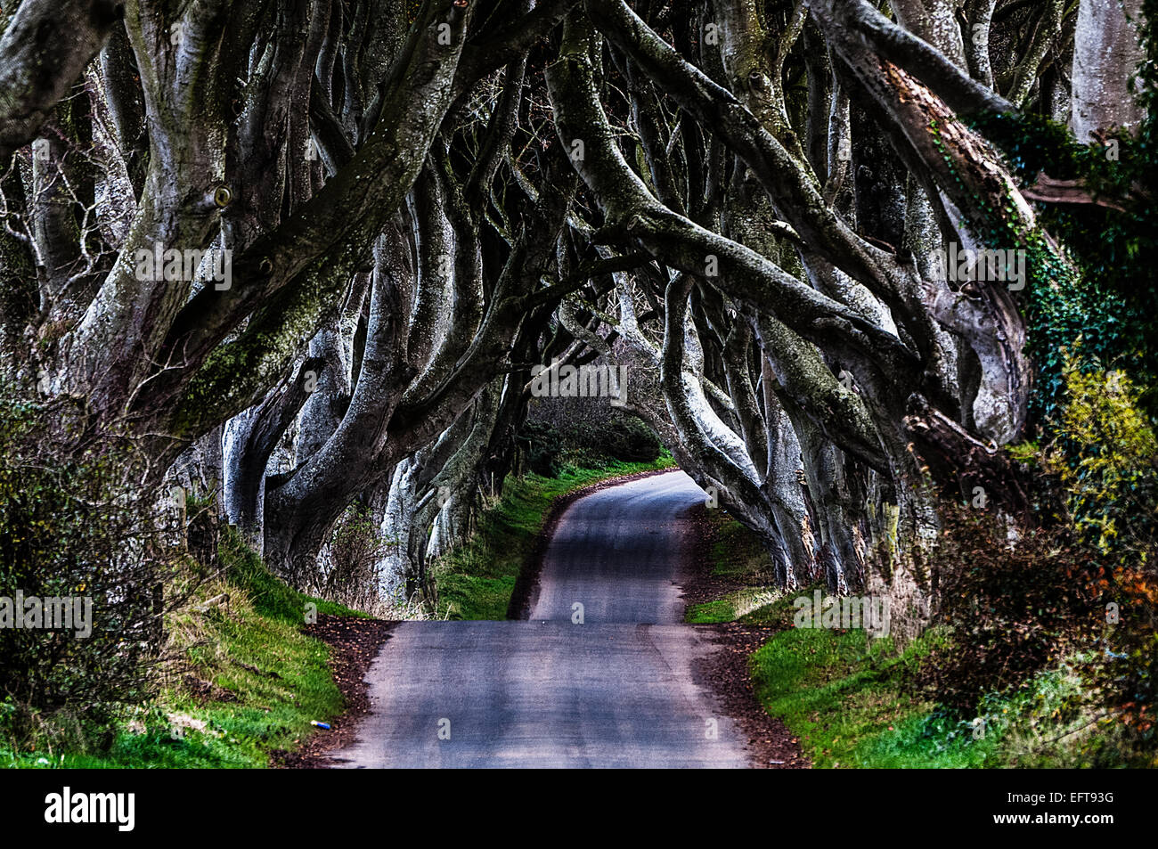 Empty road dark hedges hi-res stock photography and images - Alamy
