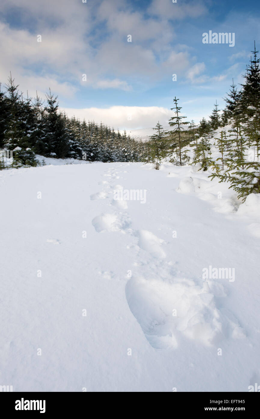 Footprints in deep snow in the snow covered Scottish countryside ...