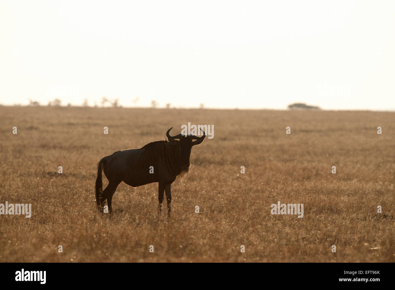 Gazelle migration hi-res stock photography and images - Alamy