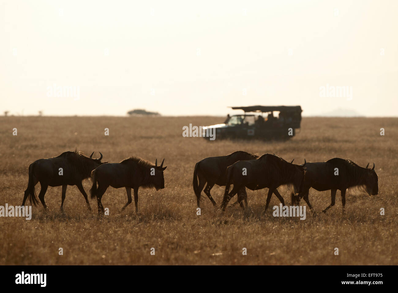 Greater mara ecosystem hi-res stock photography and images - Alamy