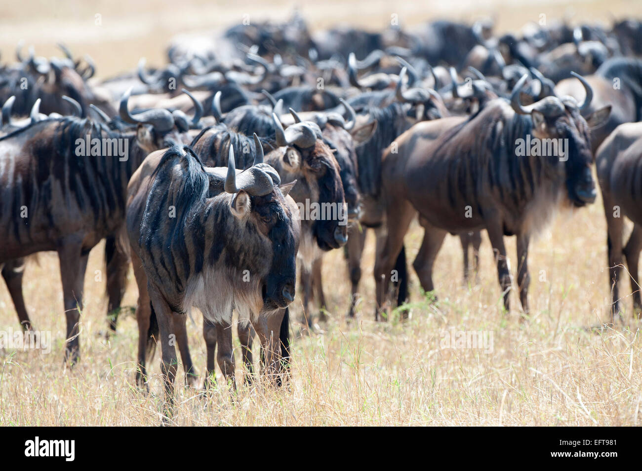 Migrating herds hi-res stock photography and images - Alamy