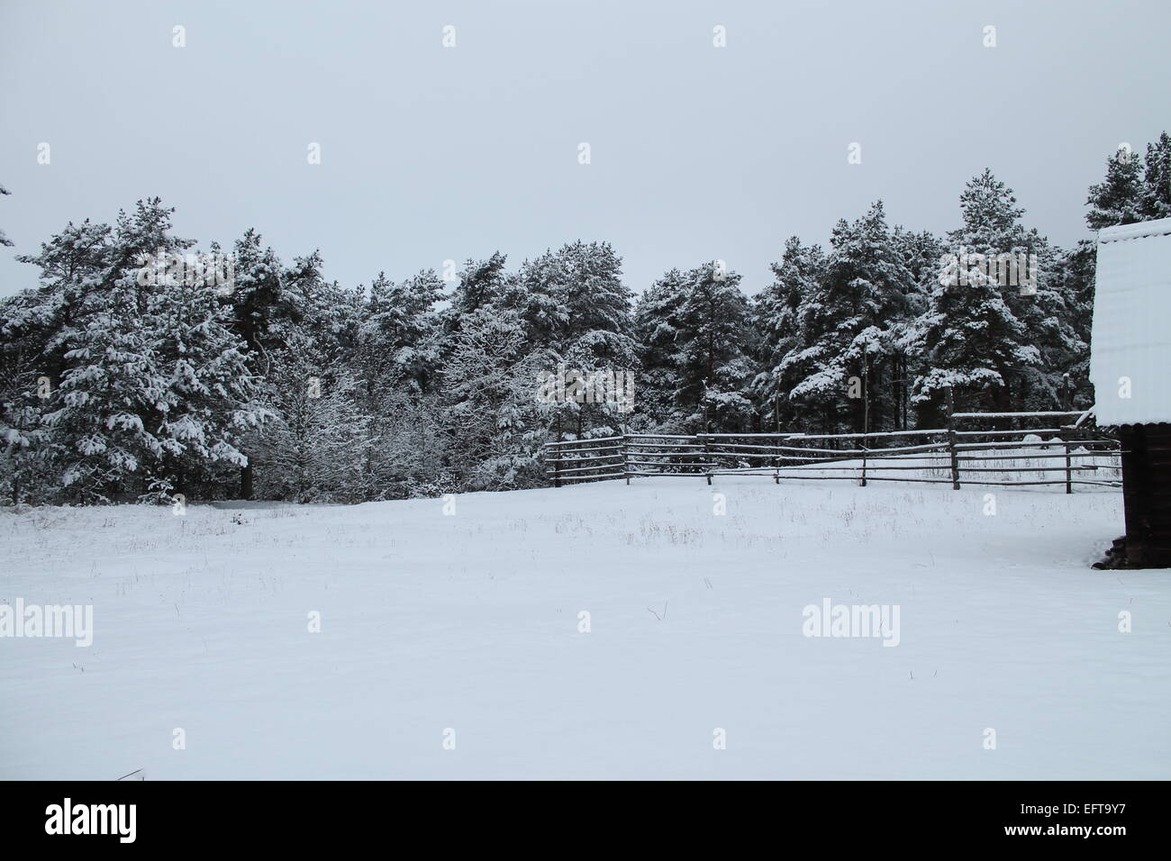 covering snow plain and pine forest in country side Stock Photo - Alamy