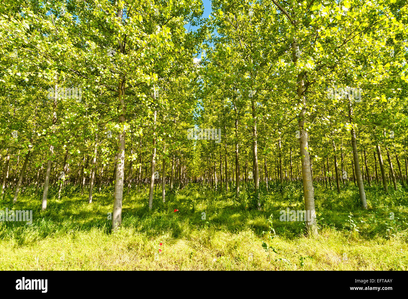 Poplars hi-res stock photography and images - Alamy