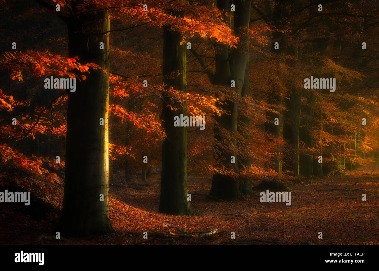 A dark and red autumn forest with powerful fall colors and bright ...