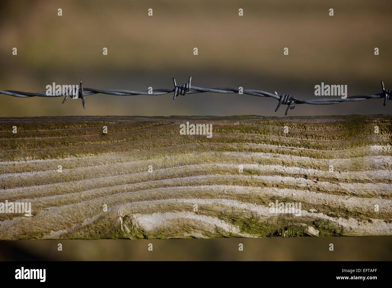Close up shot of barbed wire hi-res stock photography and images - Alamy