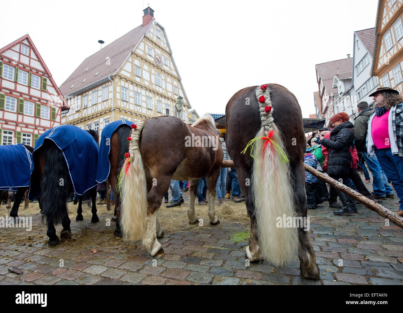 Leonberg, Germany. 10th Feb, 2015. Horses with decorated tails stand ...