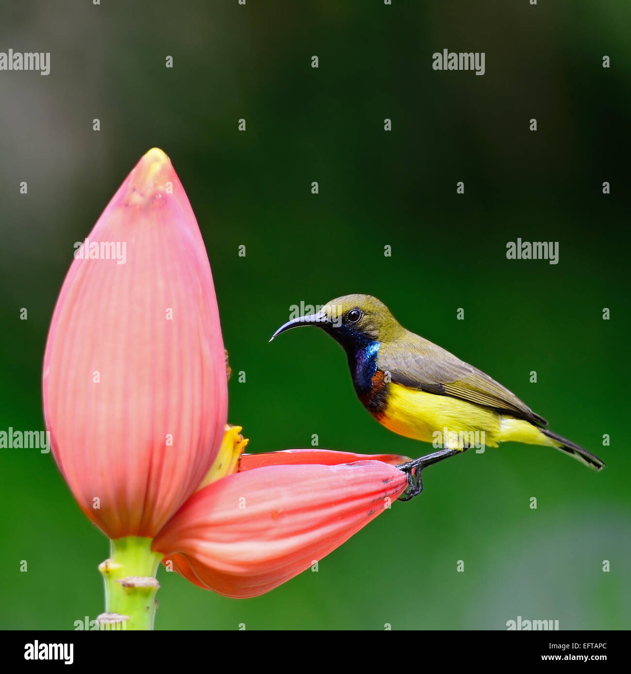 Olive backed sunbird hi-res stock photography and images - Alamy