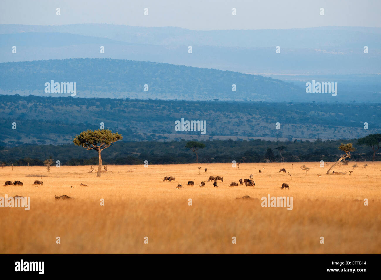 Short grass plains hi-res stock photography and images - Alamy