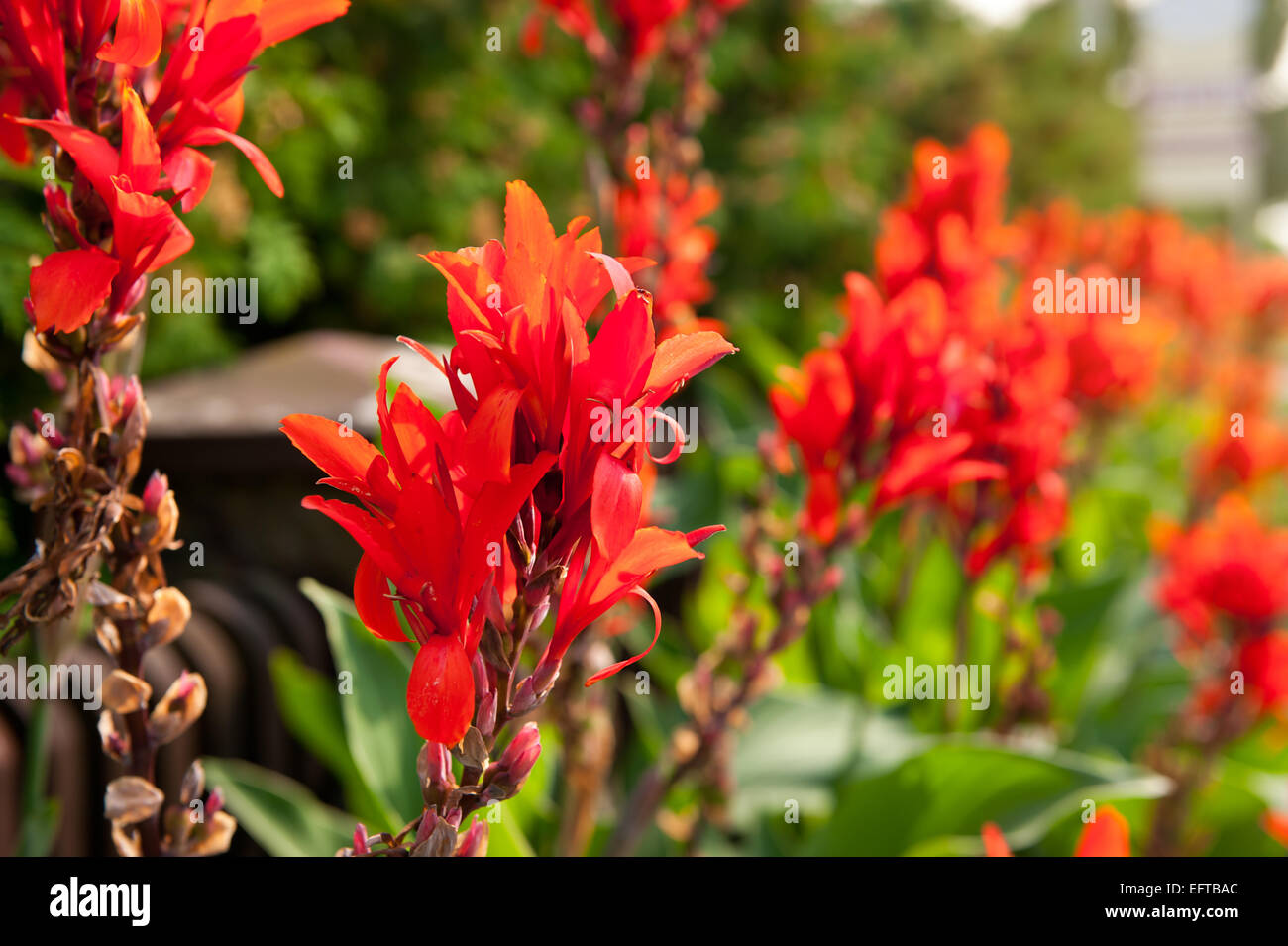 Red Canna lily flowering plant in late summer Stock Photo - Alamy