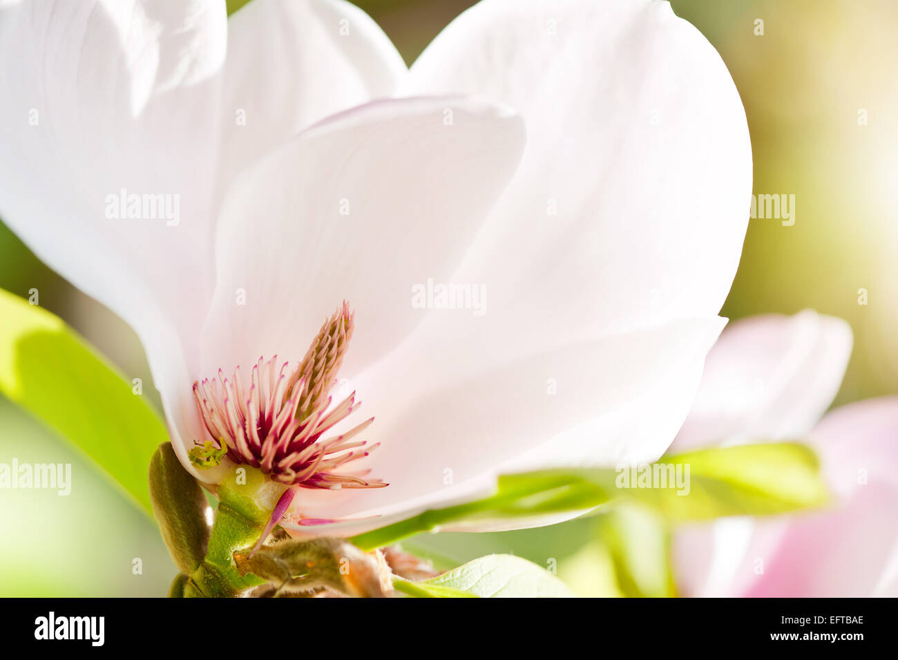 Petal sepal sepals hi-res stock photography and images - Alamy