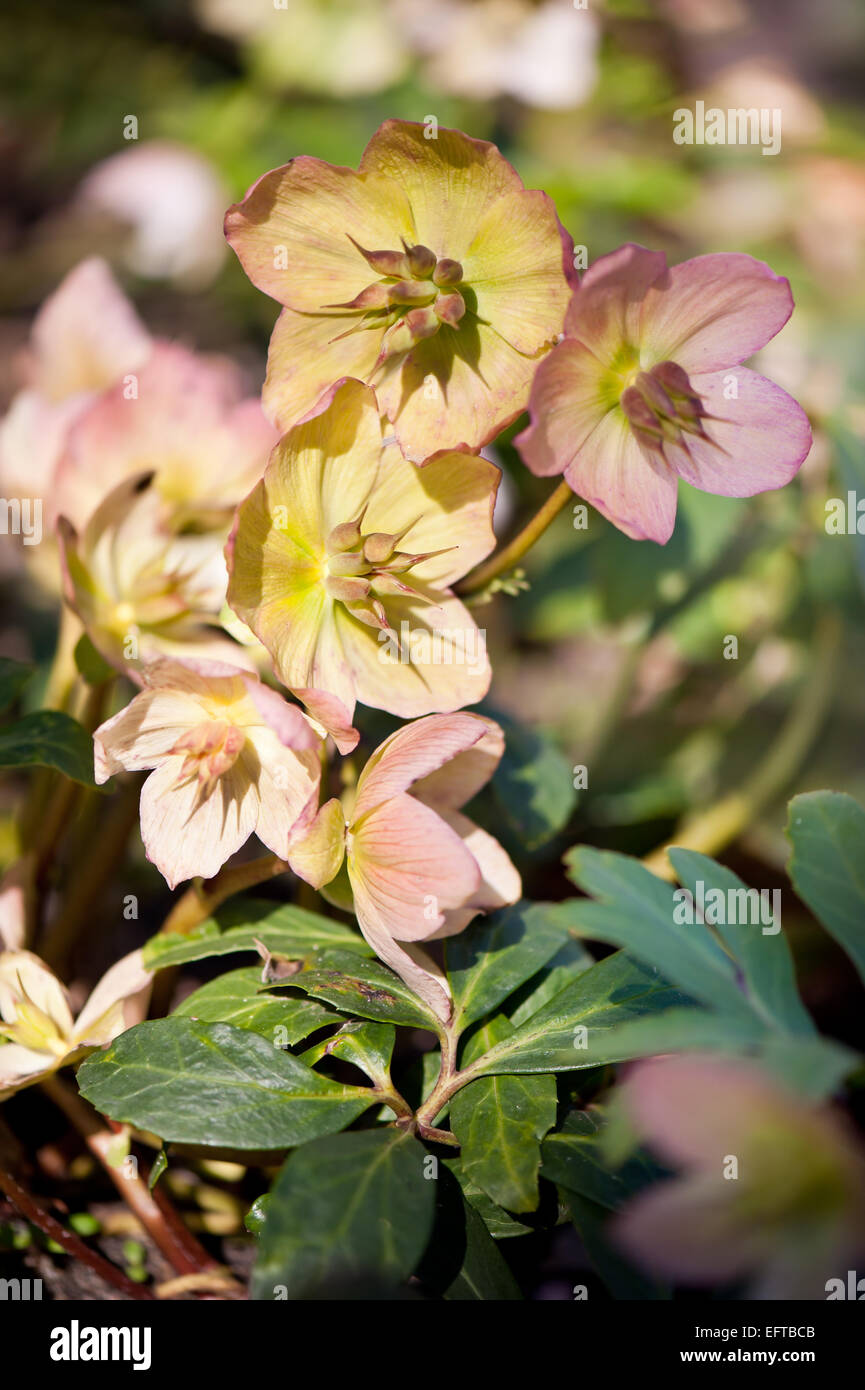 Helleborre pink flowering poisonus plant Stock Photo - Alamy