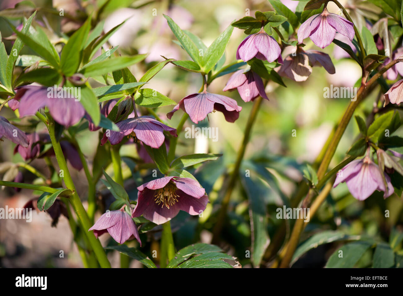 Dark bloom hi-res stock photography and images - Alamy