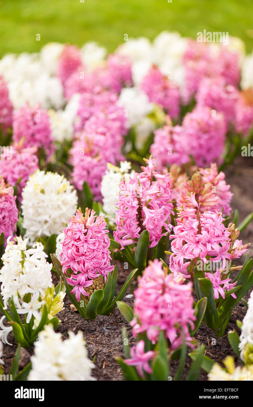 Hyacinthus pink white flowering plants Stock Photo - Alamy