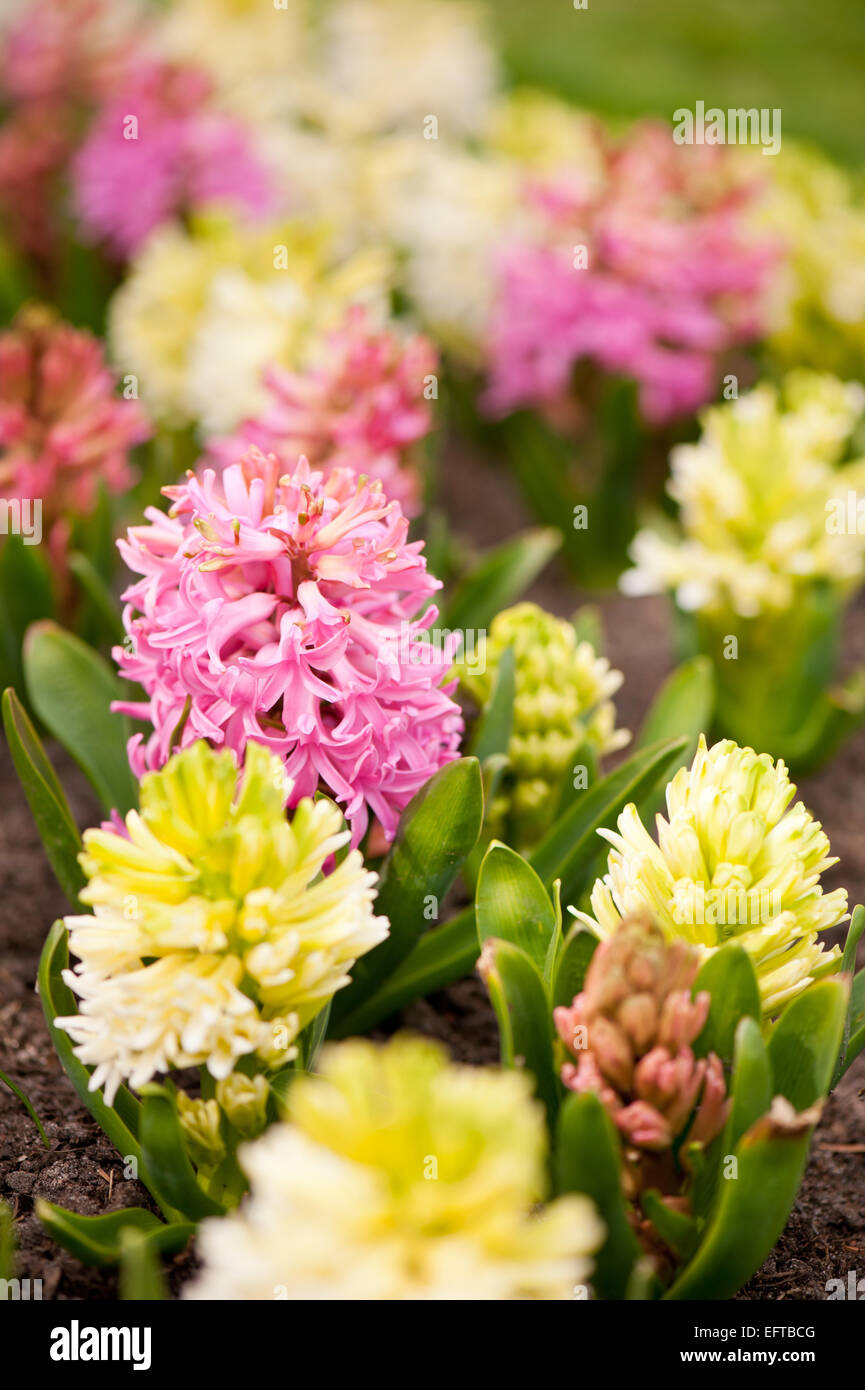 Hyacinthus blooming pink and white Stock Photo - Alamy
