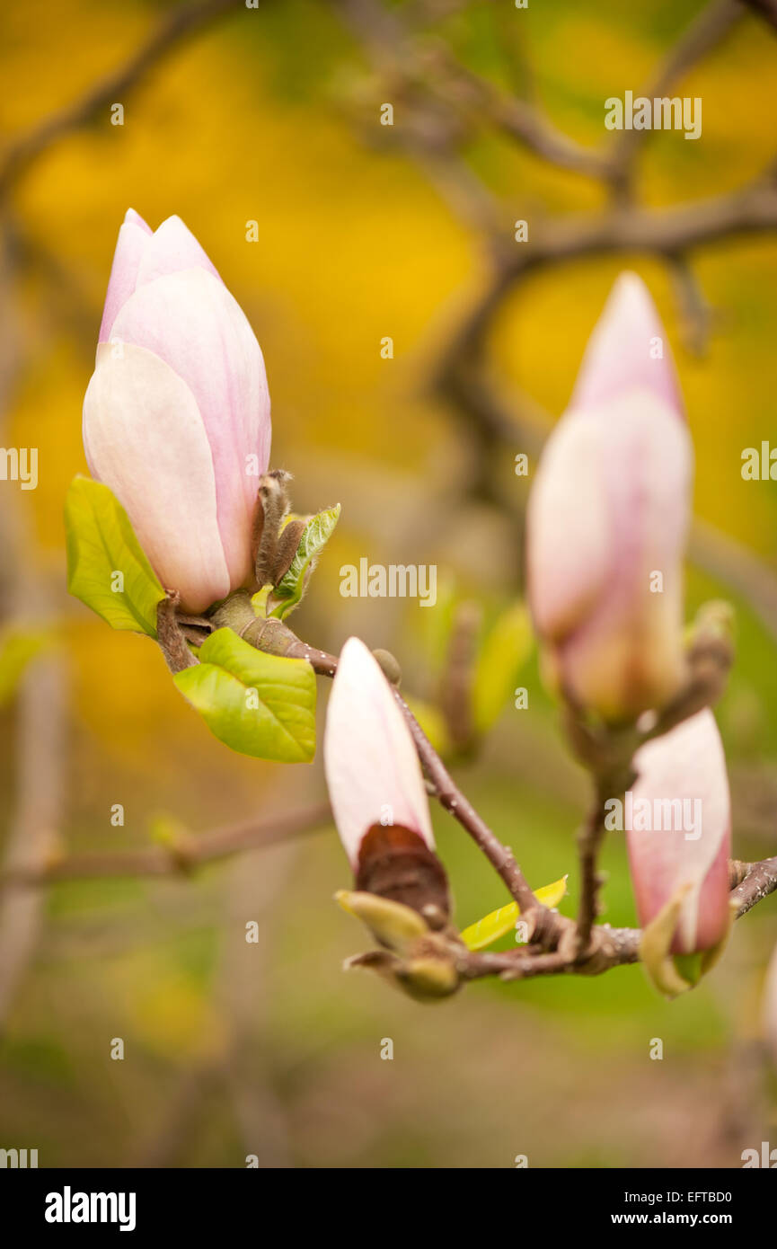 Pink Magnolia buds grow in spring Stock Photo - Alamy