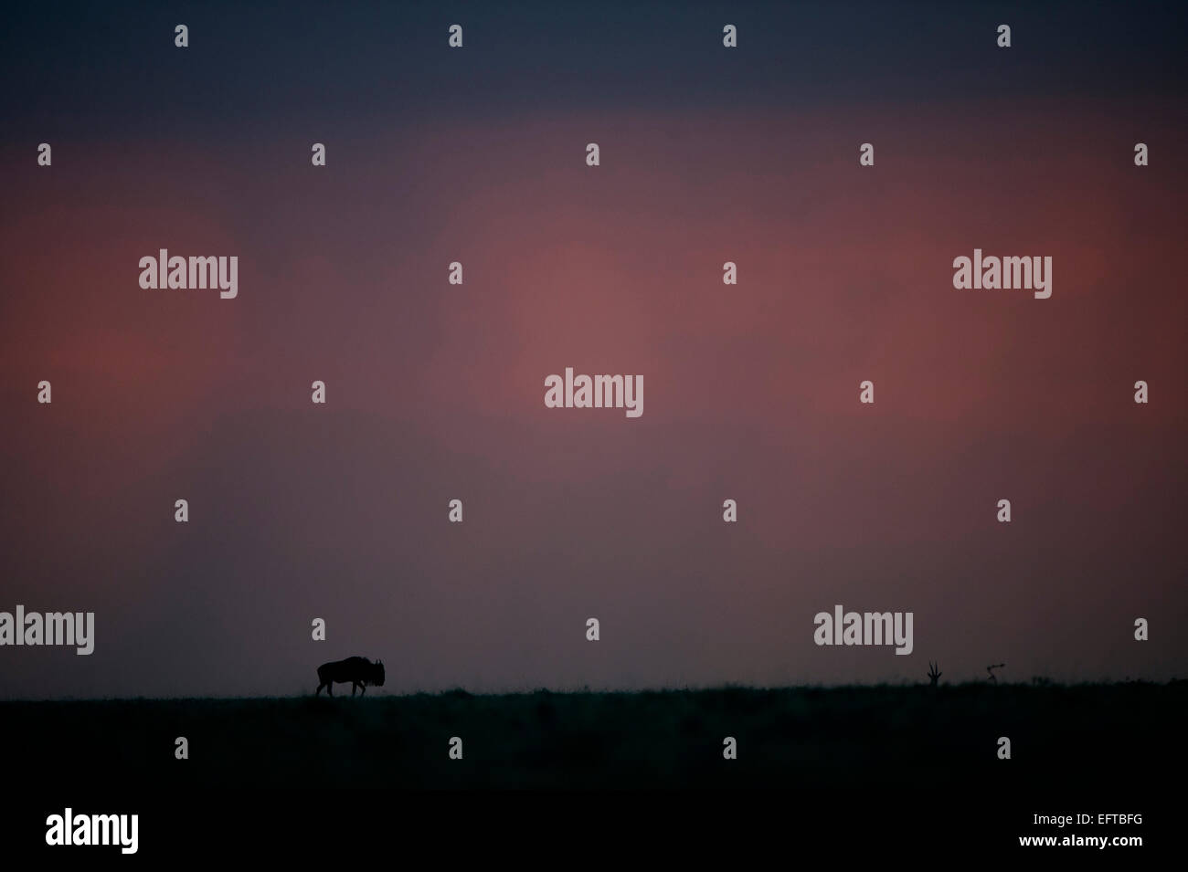 Red wildebeest hi-res stock photography and images - Alamy