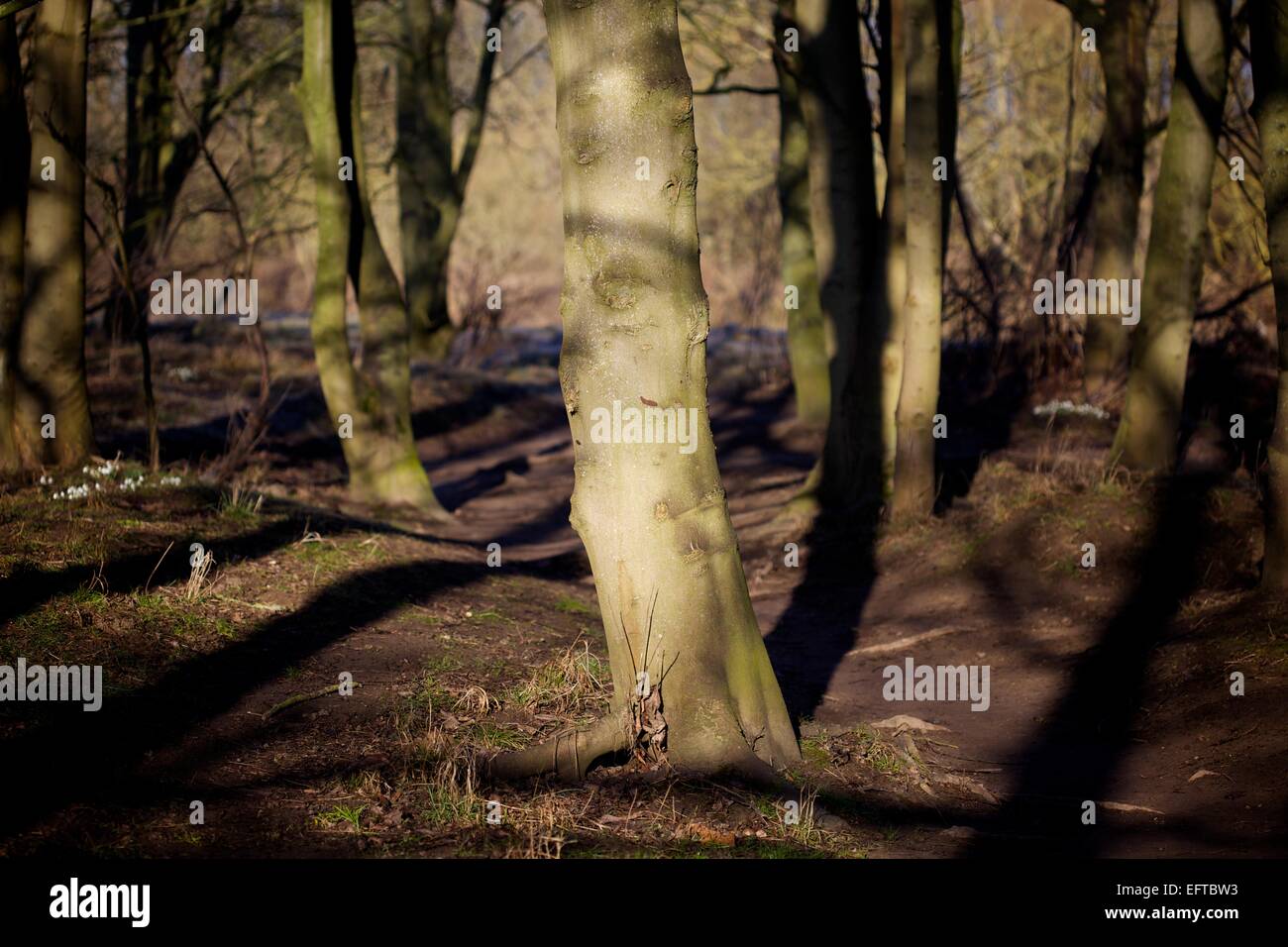 trees in a woodland setting Stock Photo - Alamy