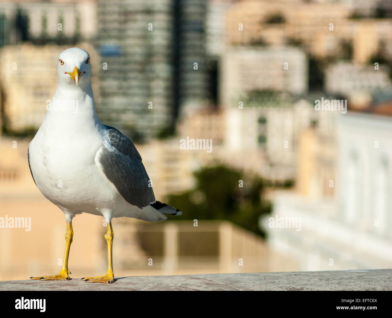 Penguin down feathers hi-res stock photography and images - Alamy