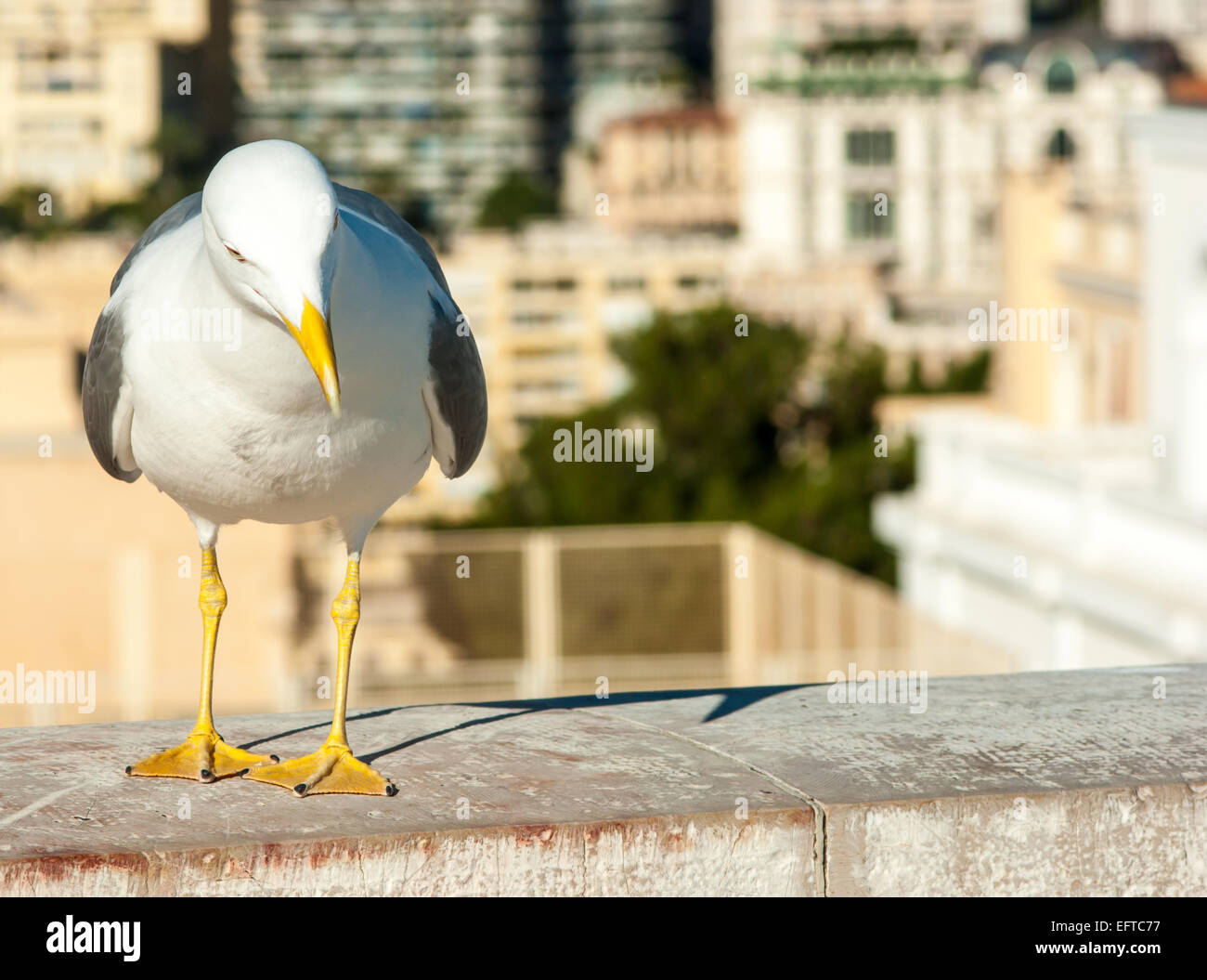 Penguin down feathers hi-res stock photography and images - Alamy