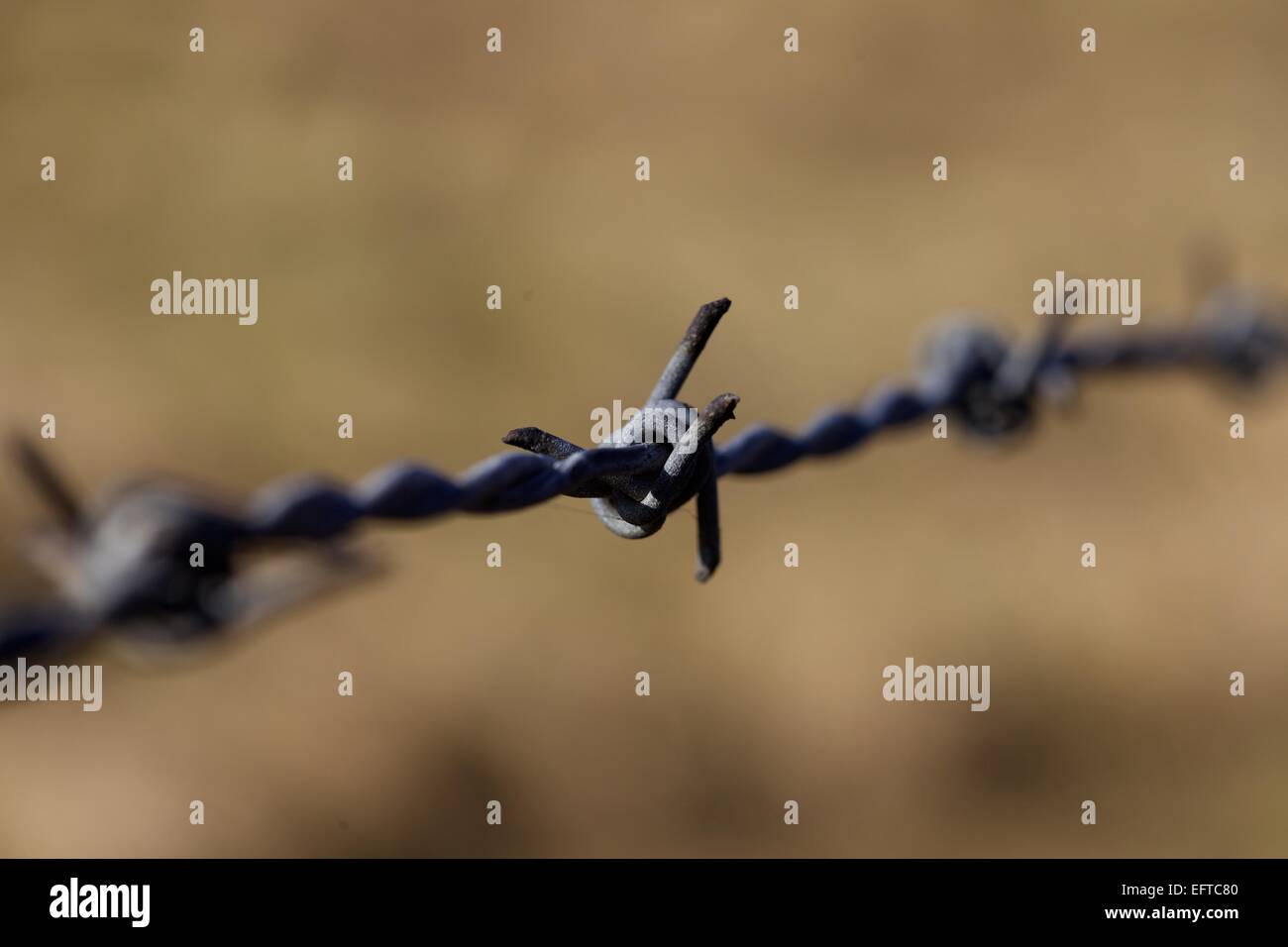 Close up shot of barbed wire hi-res stock photography and images - Alamy