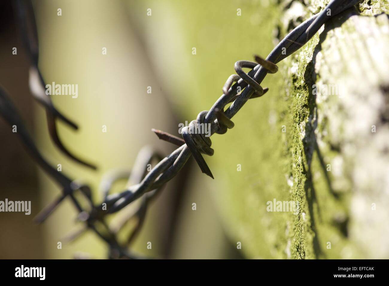 Close up shot barbed wire hi-res stock photography and images - Alamy
