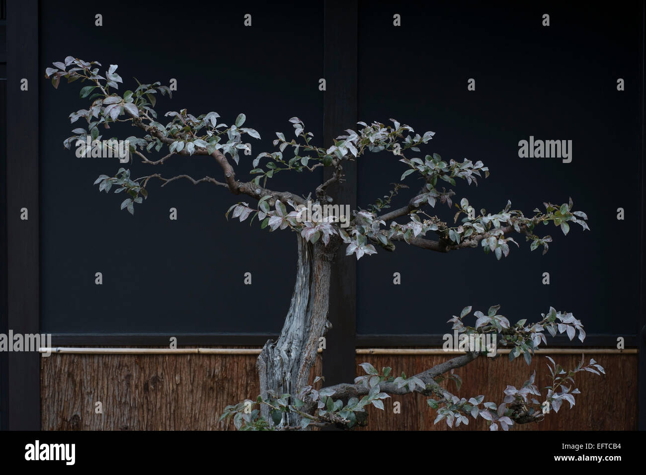 Tree against a panel of a house in Kyoto. Japan Stock Photo - Alamy