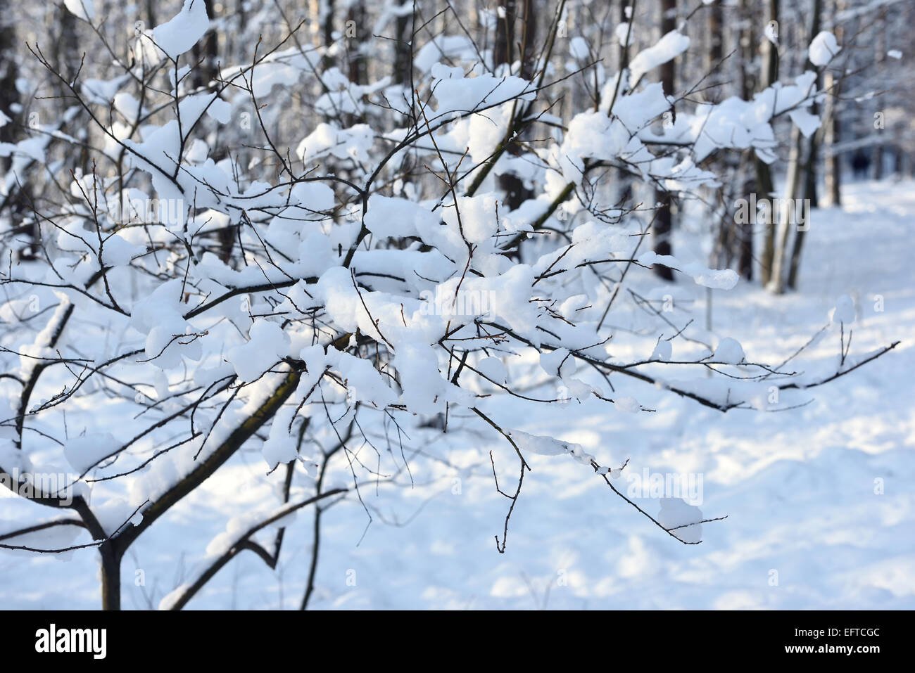 Snow on branches of tree Stock Photo - Alamy