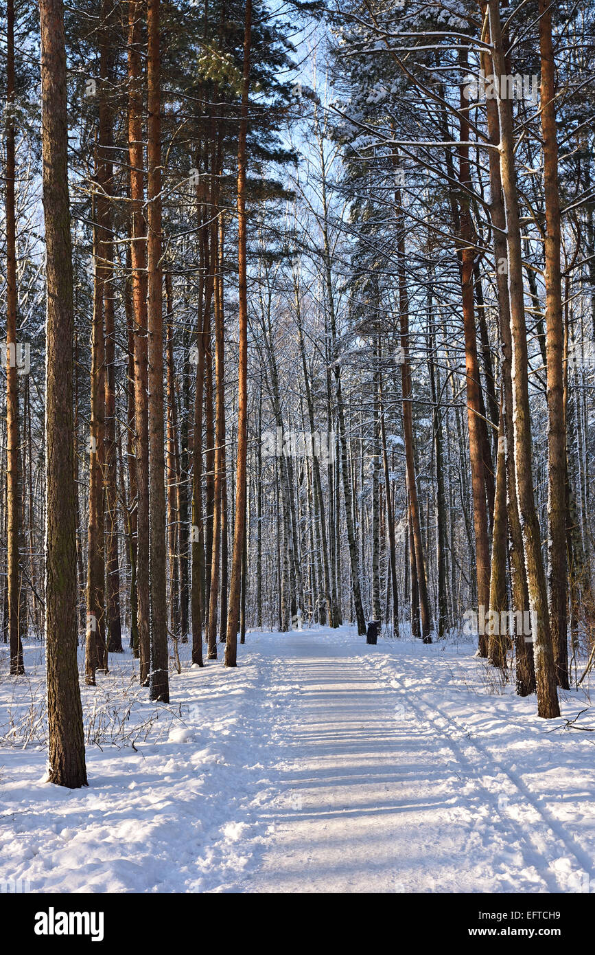 Path through pine trees in winter park Stock Photo - Alamy