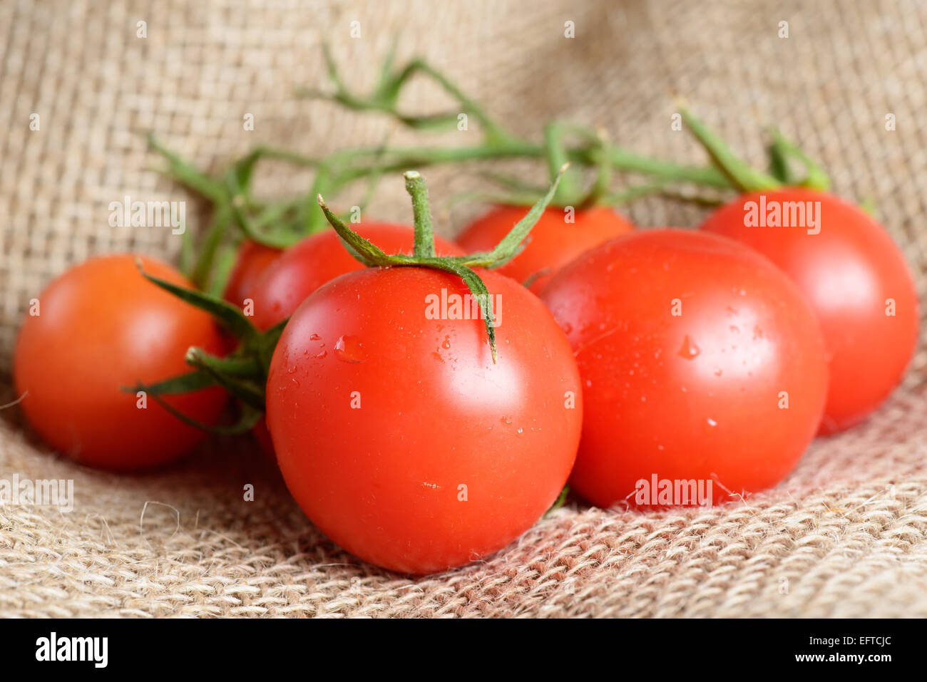 Tomato farming hi-res stock photography and images - Alamy