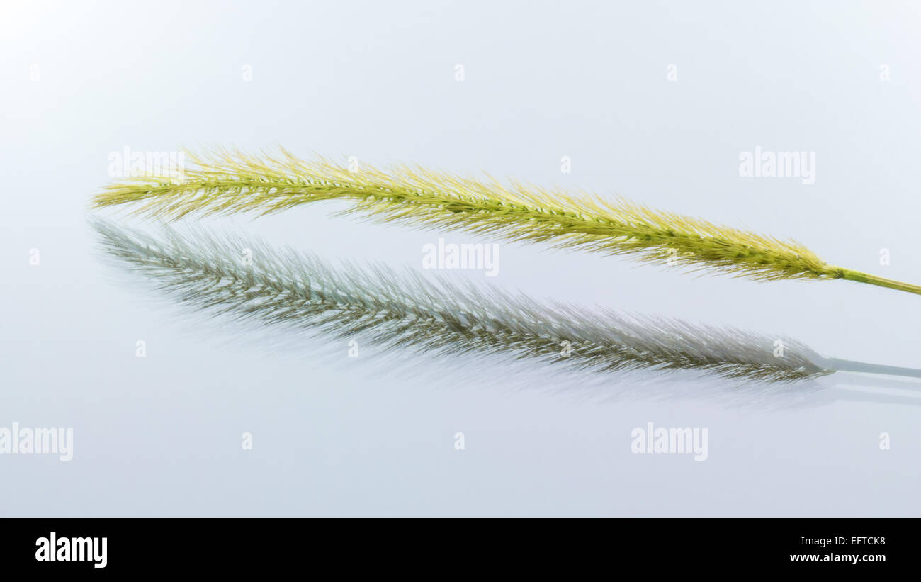 Dried reed grass hi-res stock photography and images - Alamy
