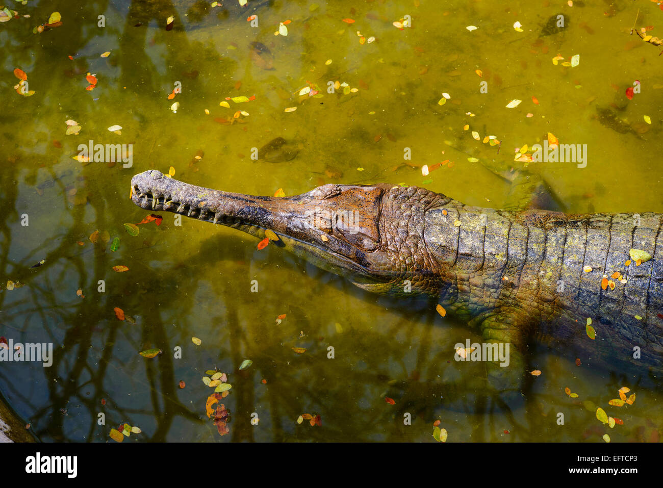 Zoo crocodile hi-res stock photography and images - Alamy