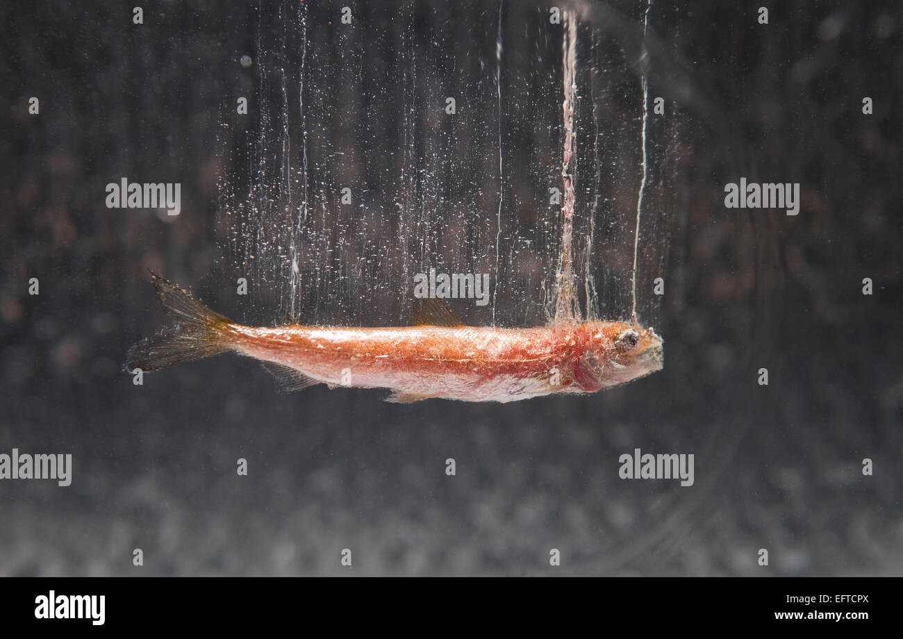 Small frozen fish in ice, Iceland Stock Photo - Alamy