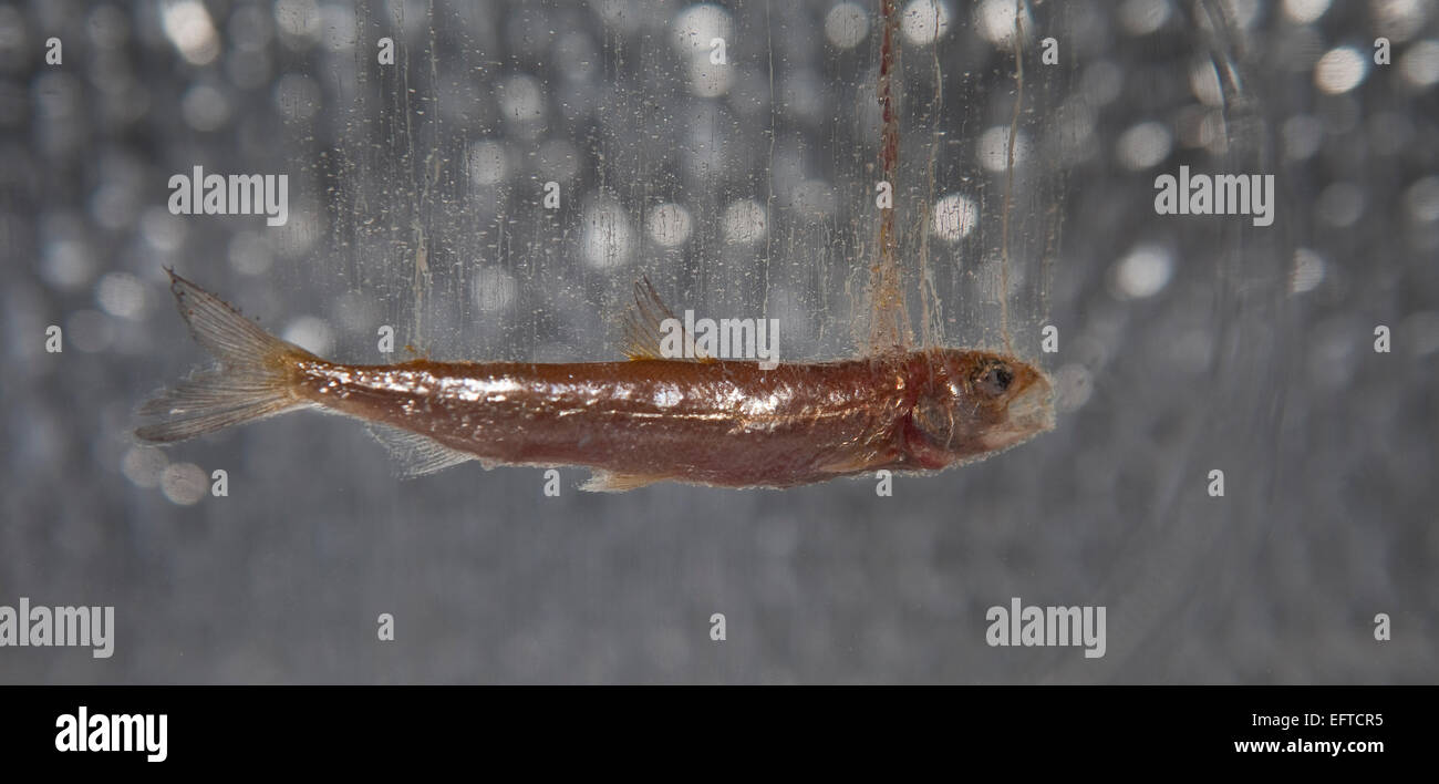 Small frozen fish in ice, Iceland Stock Photo - Alamy