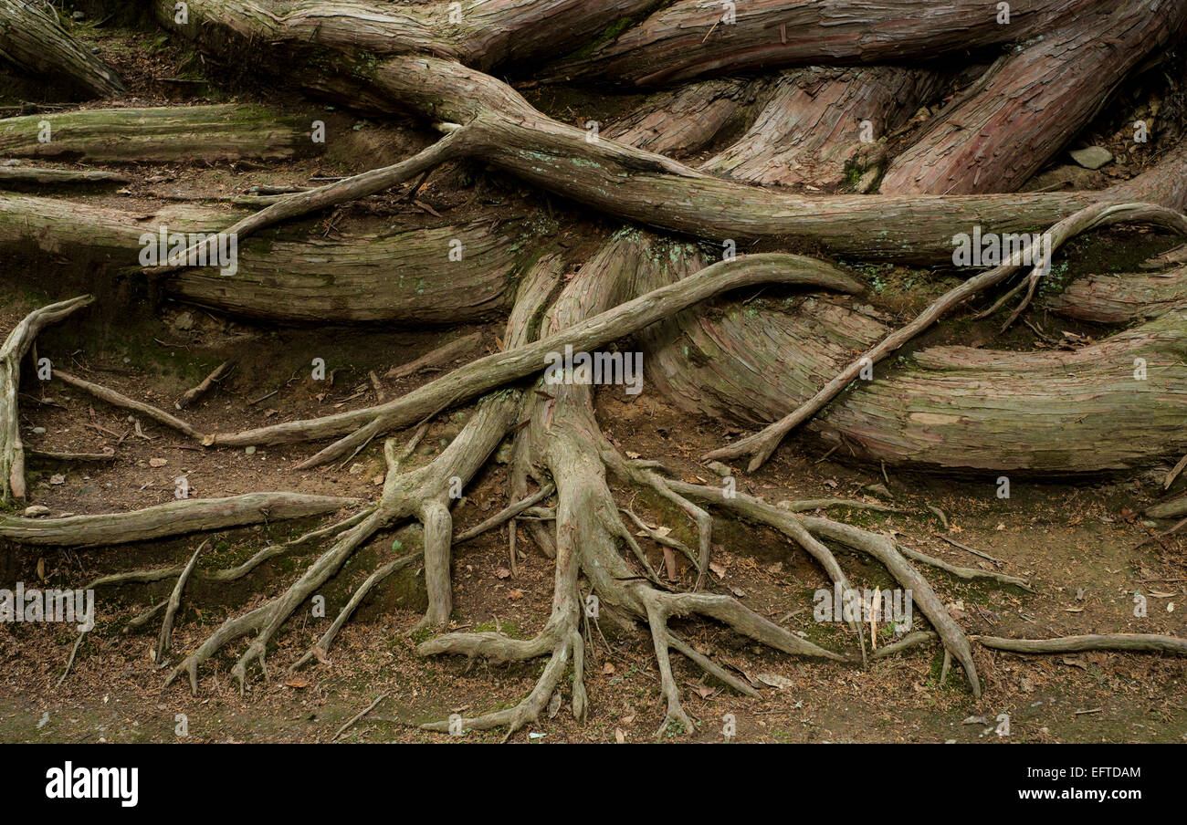 A tangle of tree roots. japan Stock Photo - Alamy