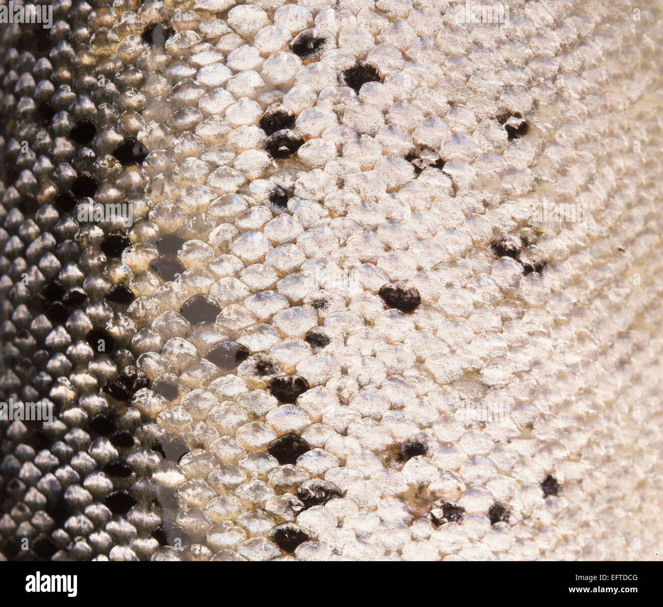 Fish with spots hi-res stock photography and images - Alamy