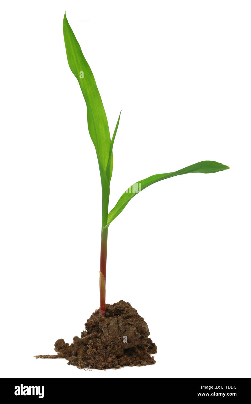 Corn seedling over white background Stock Photo - Alamy