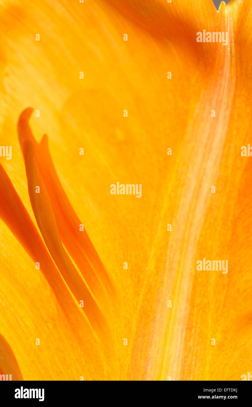 macro of orange tulip flower inside Stock Photo - Alamy
