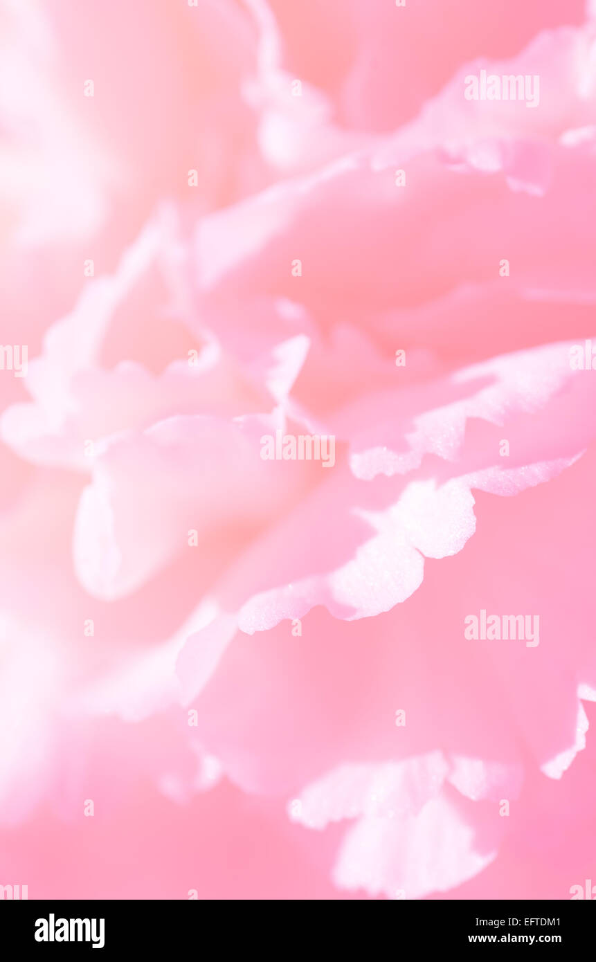 flower petals abstract background Stock Photo - Alamy
