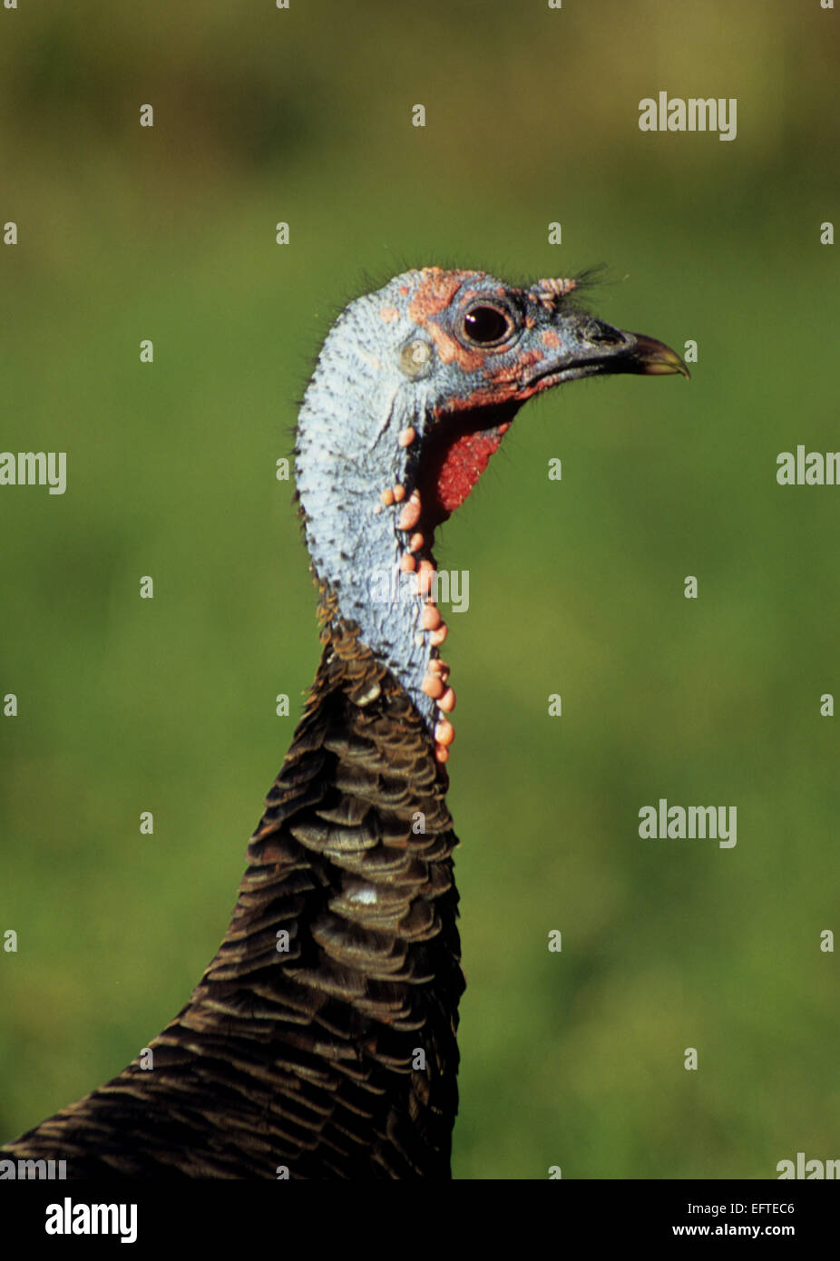 A turkey head closeup Stock Photo - Alamy