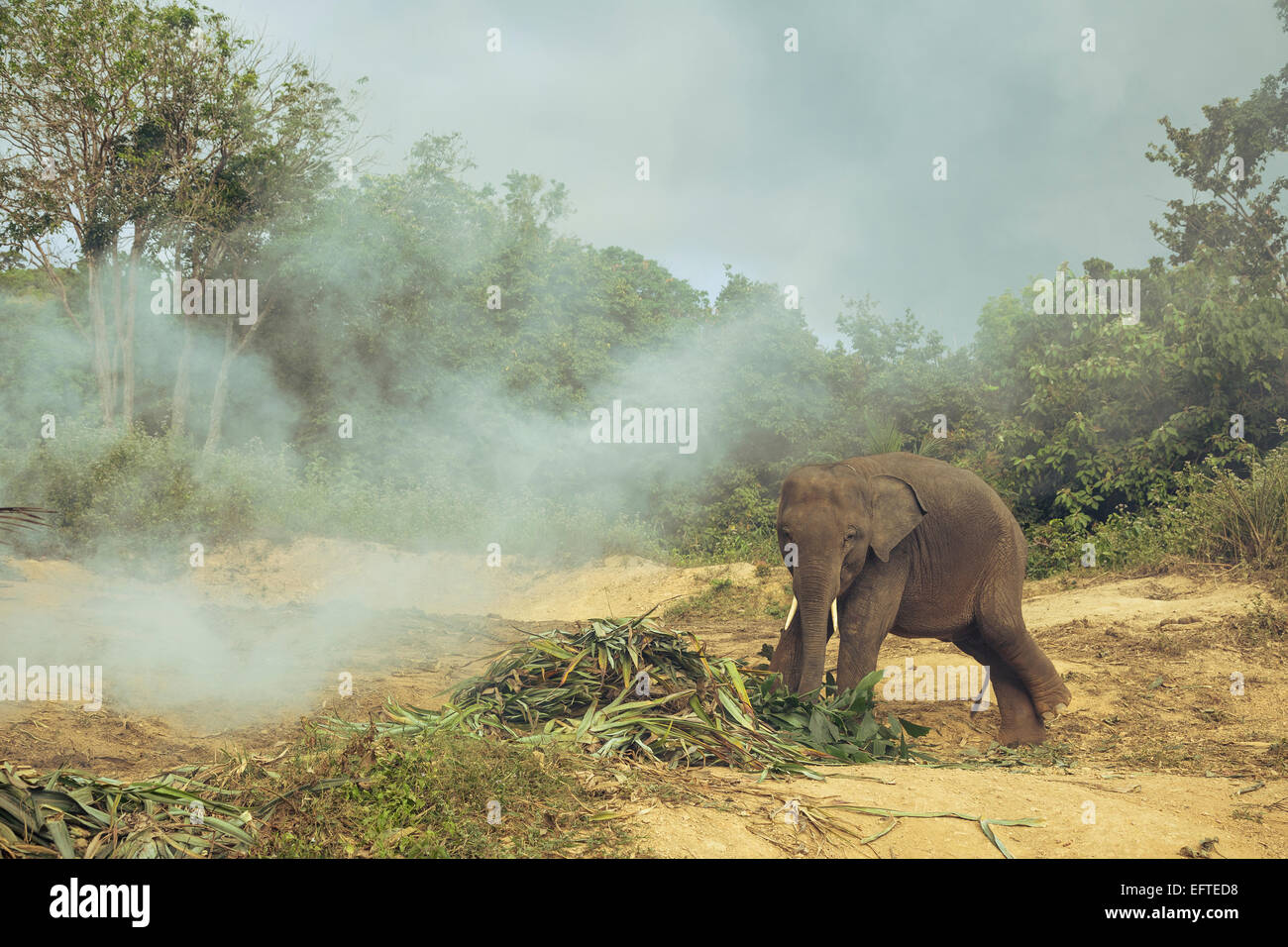 Elephant, Ko (Koh) Lanta, Thailand Stock Photo - Alamy