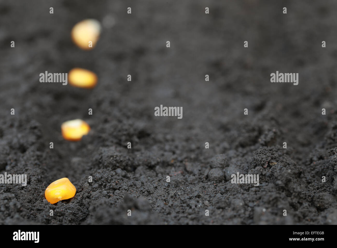 Hand planting corn seed in soil hi-res stock photography and images - Alamy