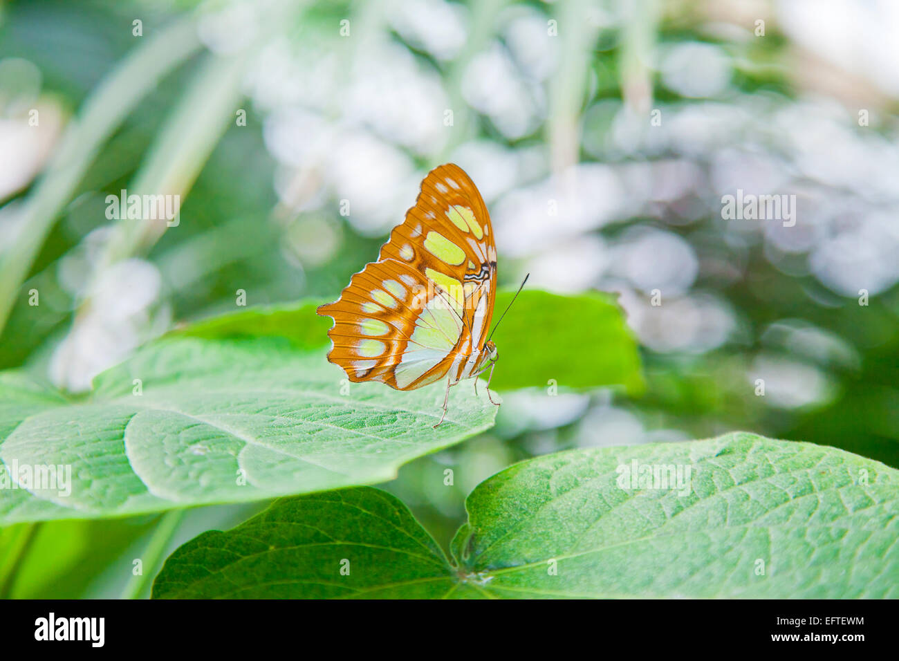 Closeup on the Malachite Butterfly on a leaf with bokeh effect in the ...