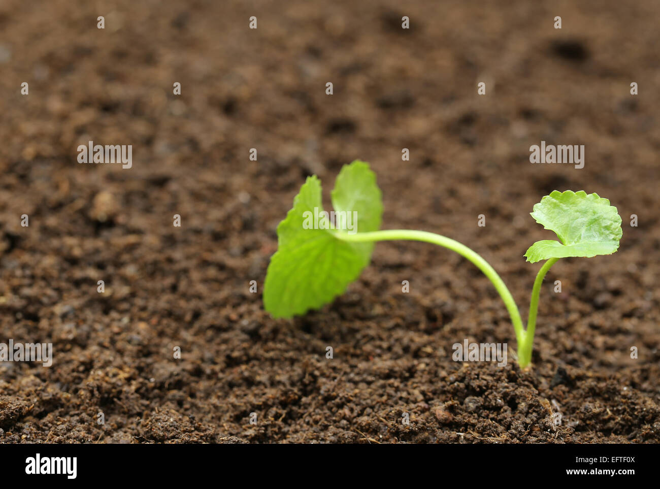 Medicinal thankuni plant on ground Stock Photo - Alamy