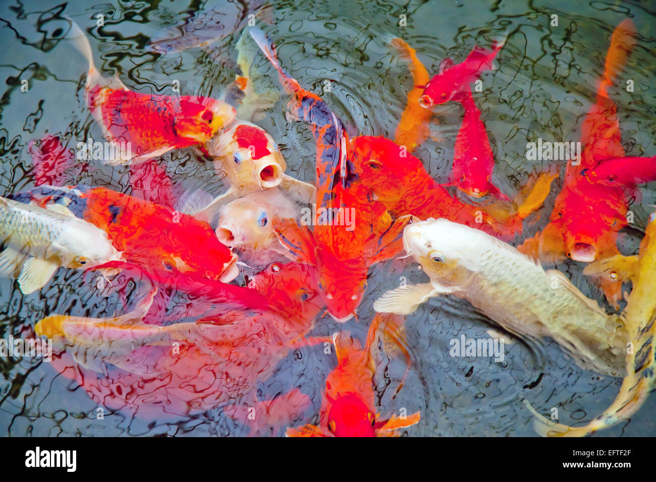 Koi fish in a pool gathering for food Stock Photo - Alamy