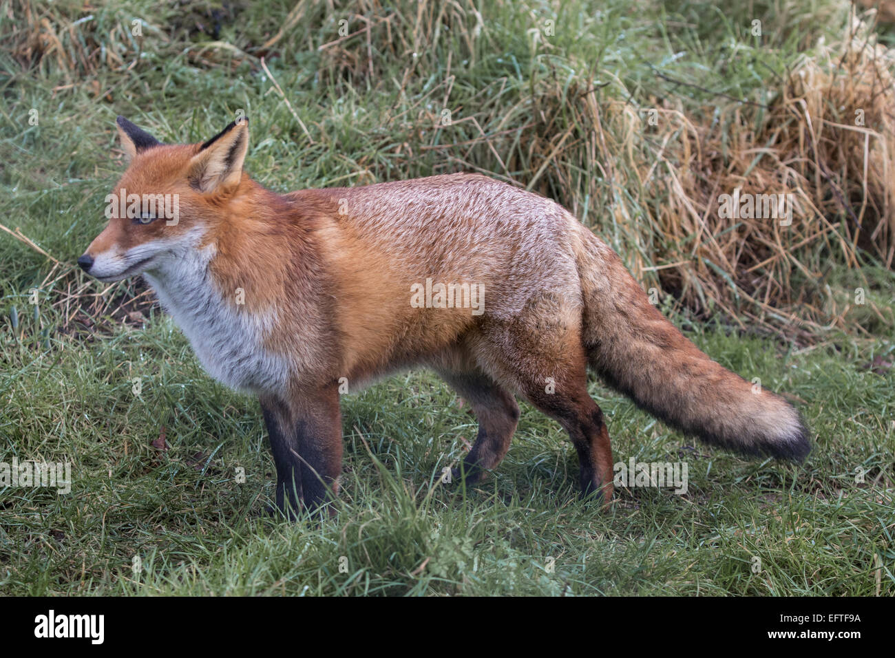 Red Fox. Side pose with grass in background Stock Photo - Alamy